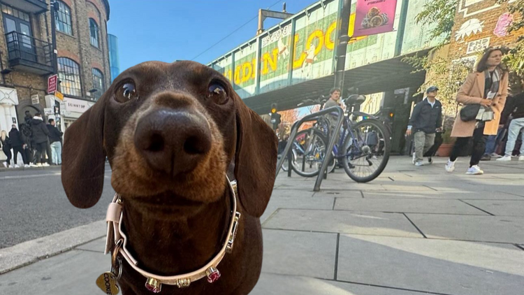 PAW LONDON
